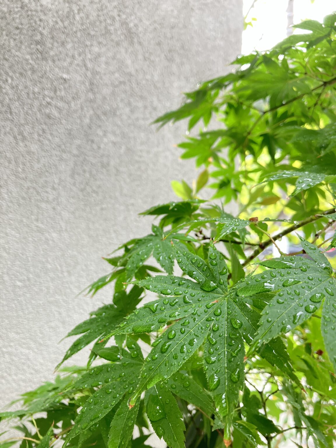 涼しくなってきました | SUBACO（スバコ）| 小さな家を神戸・西宮・明石で 新築戸建て注文住宅